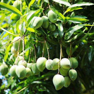 Tasting the juices and spirits of Moorea | Tahiti Tourisme – Official ...