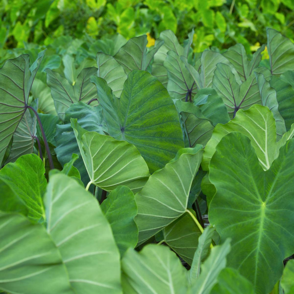 Flâner dans les champs de taro à Rurutu | Tahiti Tourisme PF