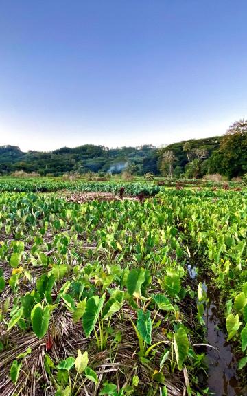 The Austral Islands | Tahiti Tourisme – Official website of The Islands ...